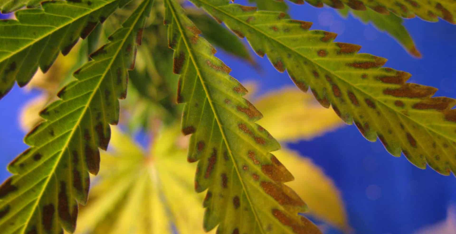 კანაფის საკვები ნივთიერებების ნაკლებობა - MYSEED.GE